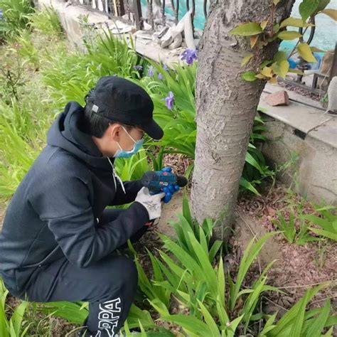城市园丁为树木打吊瓶 防治 病虫害 绿化带