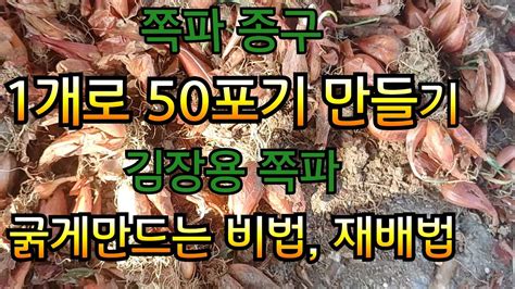 쪽파 종구 1개로 50개 만들기 김장용 쪽파 굵게하는 비법 이렇게하면 누구나 쉽게 재배 Youtube