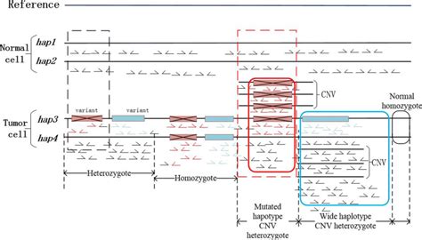 A Machine Learning Framework For Genotyping The Structural Variations With Copy Number Variant Pmc