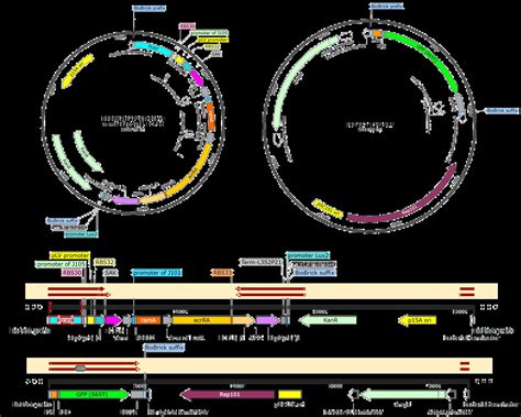 Results Hizju China Igem 2025