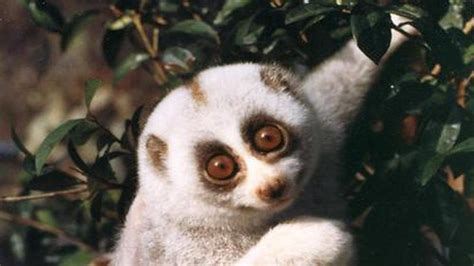 Bengal Slow Loris
