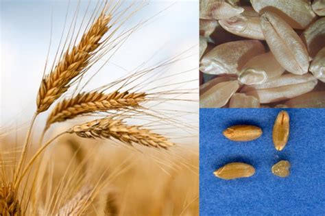 Ffa Agronomy Grain Plant Flashcards Quizlet