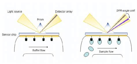 Surface Plasmon Resonance Spr Biosensor Principle The Binding Of