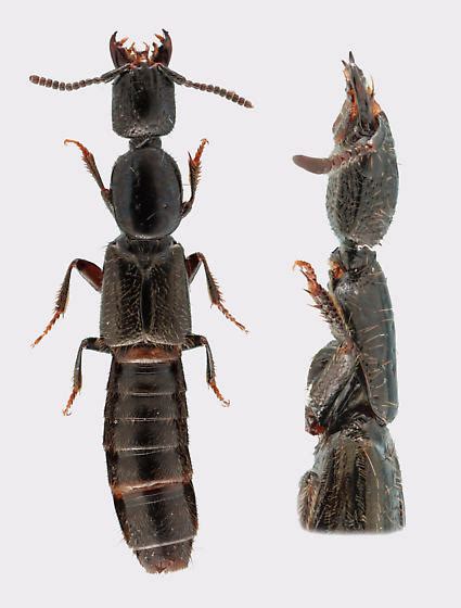 Gyrohypnus Fracticornis Bugguide Net