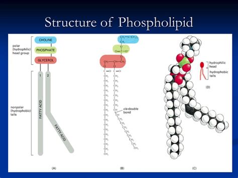 Ppt The Cell Membrane Powerpoint Presentation Id 501873