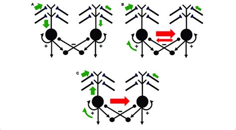 Activation And Learning Dynamics On The Dendritic Spines Of Cells In Download Scientific