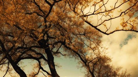 Identifying Common Tree Pests Diseases Tree Disease İdentification Guide