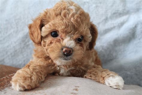 Mini Poodles Puppies