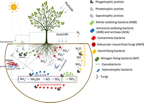 Pesticide Toxicity