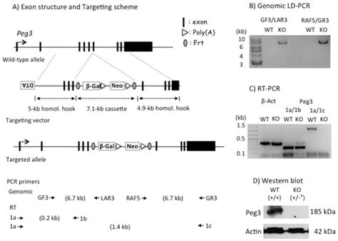 A Schematic Representations Of The Genomic Locus Of Mouse Peg3 And Download Scientific