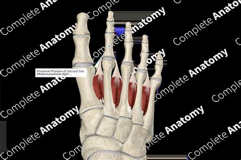 Proximal Phalanx Of Second Toe Complete Anatomy