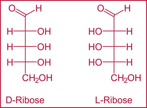 Ribose Structure Properties Biological Importance And Metabolism Ur Gate
