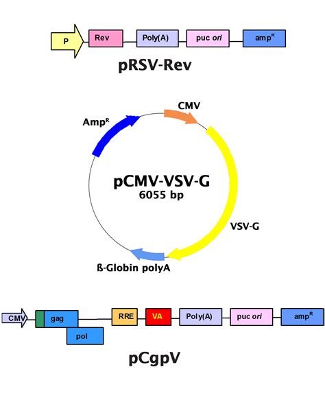 Lentiviral Packaging System