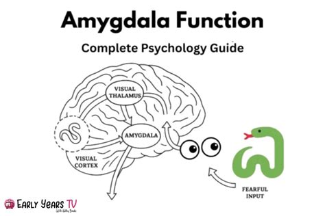 The Amygdala Functions Development And Psychological Research