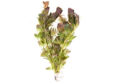 Purple Cabomba Live Aquarium Plant 5 Stems Freshwater Stem Plant Sd Aquatics