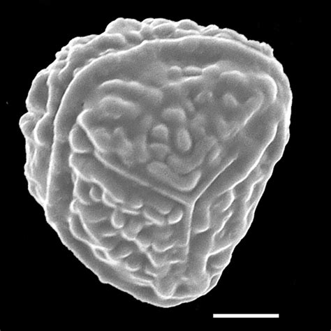 Onychium Siliculosum Pteridaceae