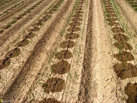 Different Types Of Irrigation System Advantages And Disadvantages Engineering Discoveries