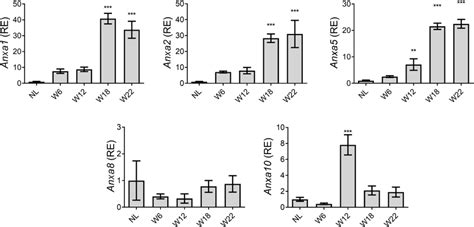 Expression Of Anxa1 Anxa2 Anxa5 Anxa8 And Anxa10 Genes During Rat