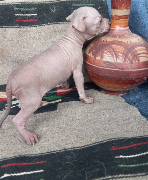 Xoloitzcuintli Xolo Puppies For Sale