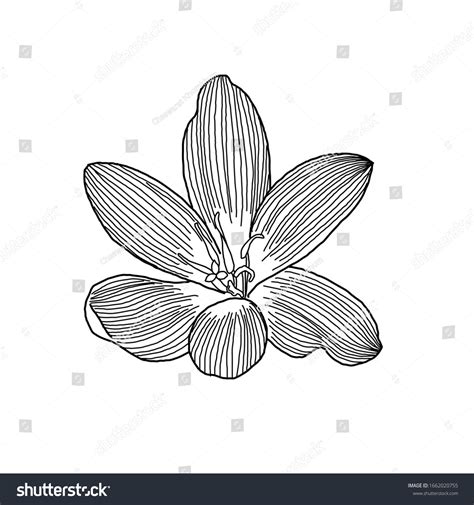 Java Fairy Lilyzephyr Flower Hand Drawing Stock Vector Royalty Free 1662020755 Shutterstock