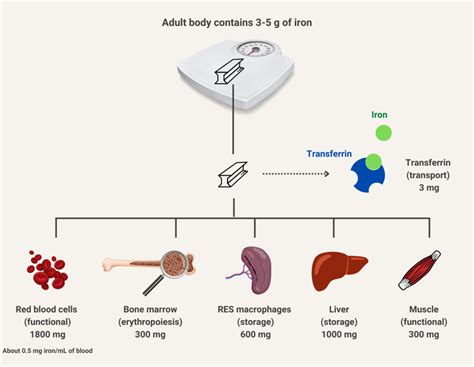 What Are The Major Iron Compartments In The Human Body • The Blood Project