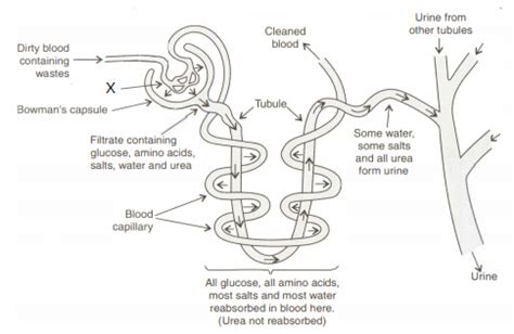 Draw A Diagram Of Nephron And Label Its Parts