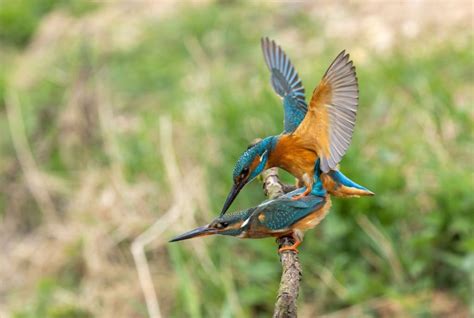 How Birds Do It How Birds Mate