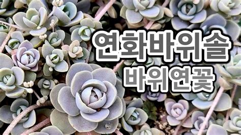 연화바위솔 바위연꽃 다육식물 색과 잎의 모양이 예뻐요 노지월동 잘되서 키우기 좋아요 연화바위솔 바위연꽃 다육 괴산농부