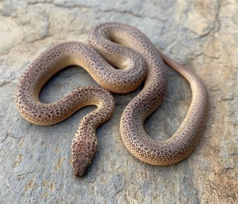 Spotted Pythons Available