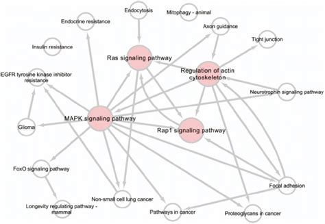 Pathway Relation Network Analysis Of The Top 20 Enrichment Of Mirnas Download Scientific