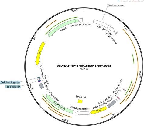 Addgene Pcdna3 Np B Brisbane 60 2008