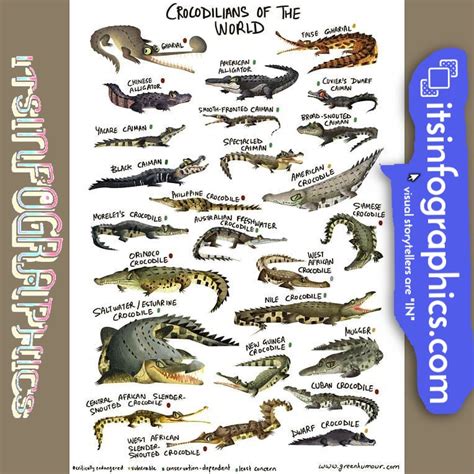Chart Types Of Crocodiles