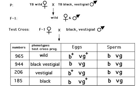 How To Calculate Genetic Distance