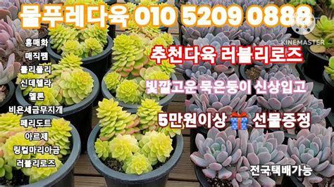 314 신상다육 다량입고 5만원이상 🎁 선물증정 Youtube