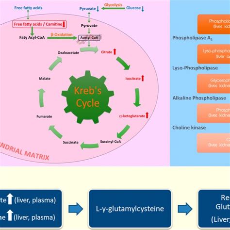 Schematic Representation Of Most Important Altered Metabolic Pathways