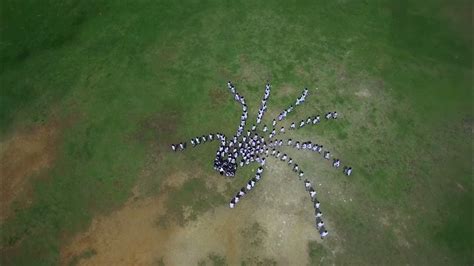 ඇඹිලිපිටිය රාජකීය විද්‍යාලයේ විදුහල්පති උපහාර ගීතය Youtube