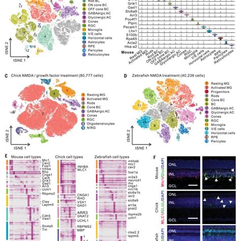 RNA seq analysis of mouse and zebrafish Müller glia A and B Download Scientific Diagram
