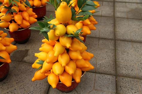 春节畅销花卉，优惠活动进行中石家庄花卉培育基地河北汇春苗木种植有限公司