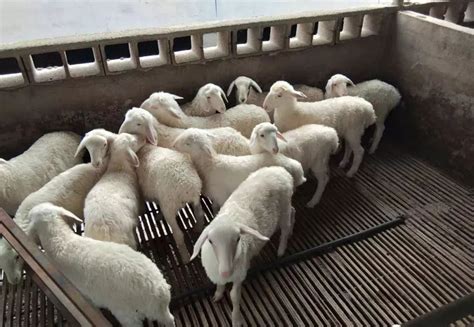 湖羊的品种简介 地方 山东 大山谷图库