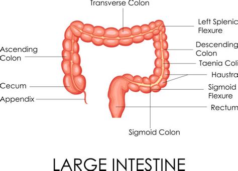 20 Courbe Sigmoïde Photos Taleaux Et Images Libre De Droits Istock