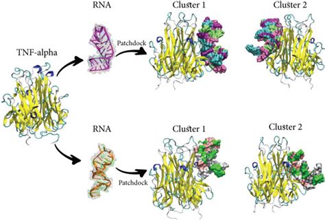 Graphical Representation Of The Aptamer Tnf α Complexes Computed By