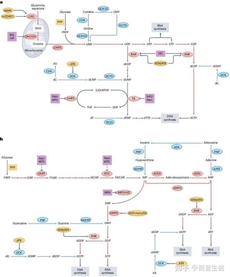 高分热点 — 核苷酸代谢 知乎