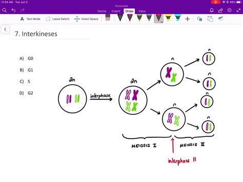 Interphase Diagram Biology Diagrams Ophelia Qunchy