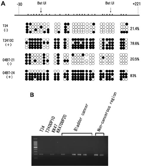 Methylation Analysis Using Bisulfite Sequencing And Semiquantitative Download Scientific