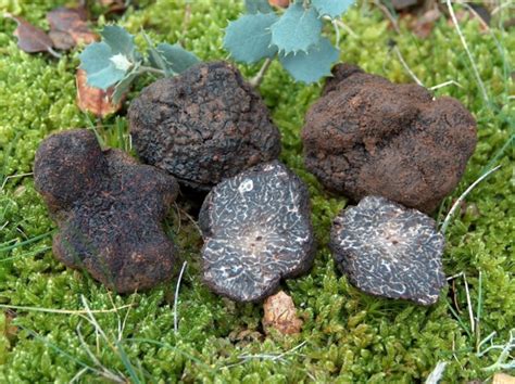 Трюфель чёрный (Tuber melanosporum) фото и описание