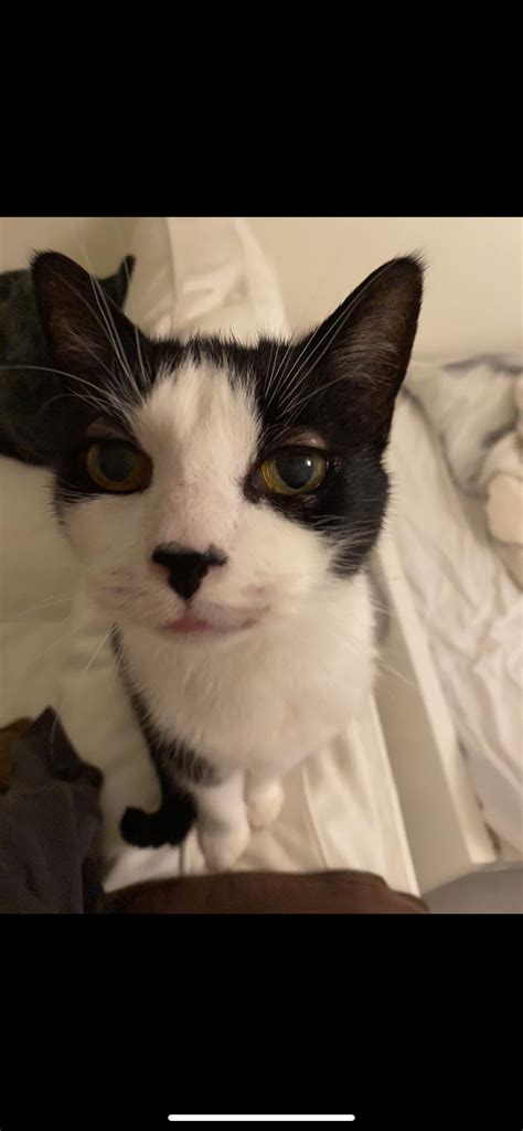 Swelling Above Cats Eye Rcats