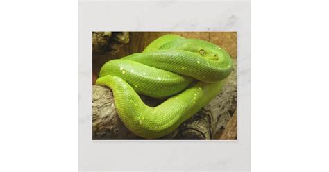 Green Tree Python Postcard Zazzle