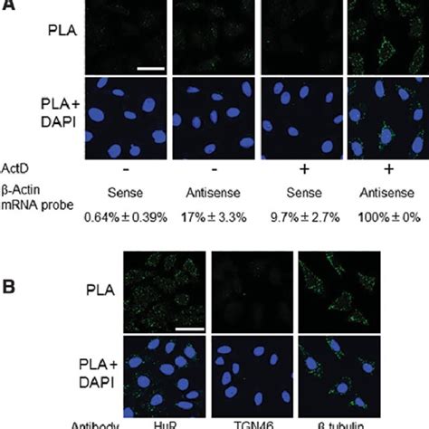 Detection Of Mrna Protein Interactions In Subcellular Compartments By Download Scientific