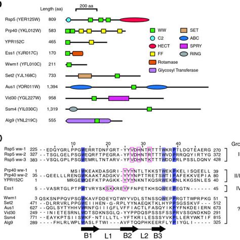 Motifs In Yeast Ww Domain Proteins And Ww Sequence Alignment A Ten