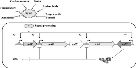 Schematic Representation Of C Difficile Toxin Gene Regulation By Tcdc Download Scientific